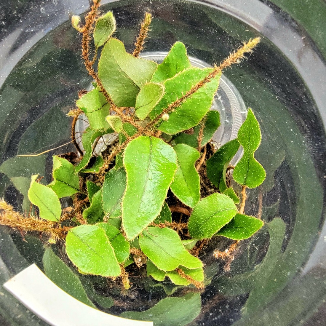 Microgramma sp. #4 Ecuador