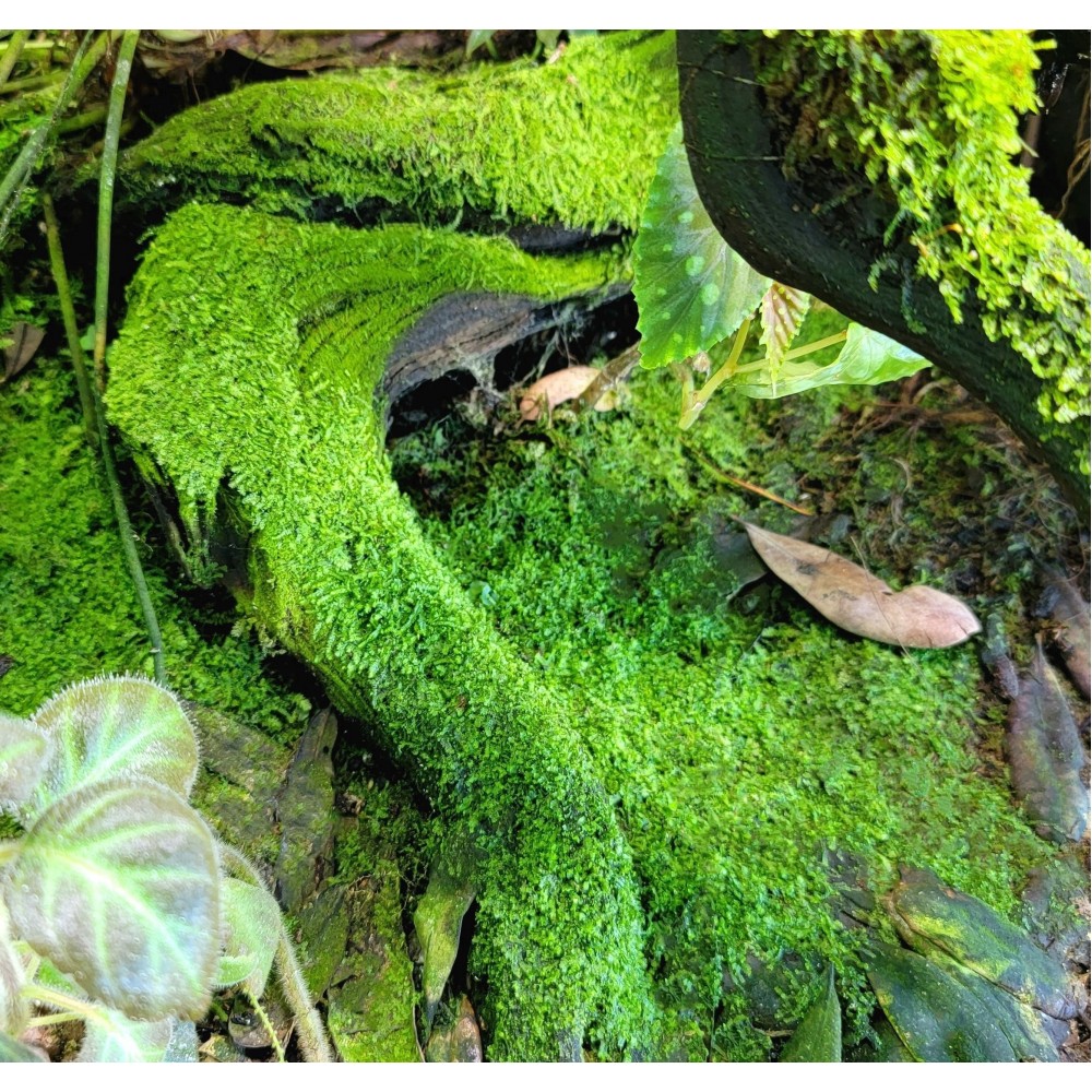 Tropical Moss 4 Pack