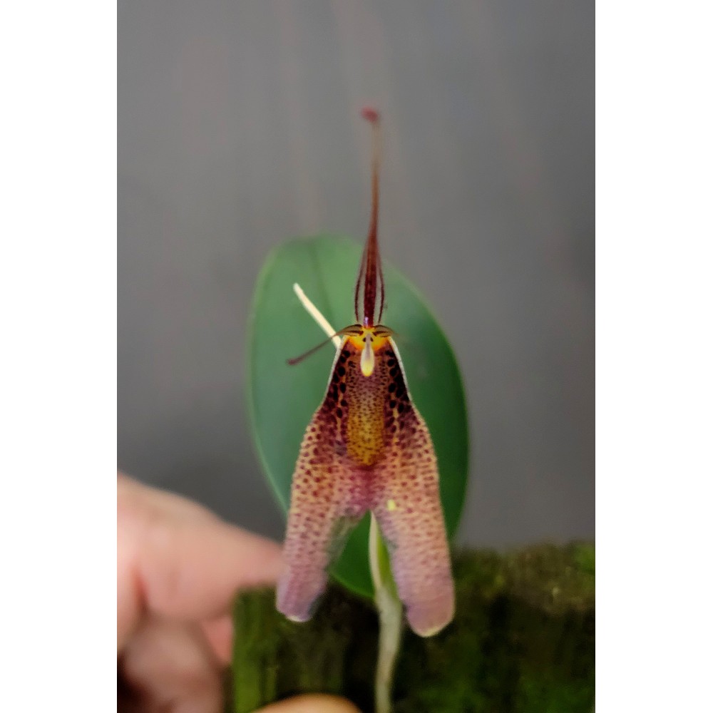 Restrepia guttulata